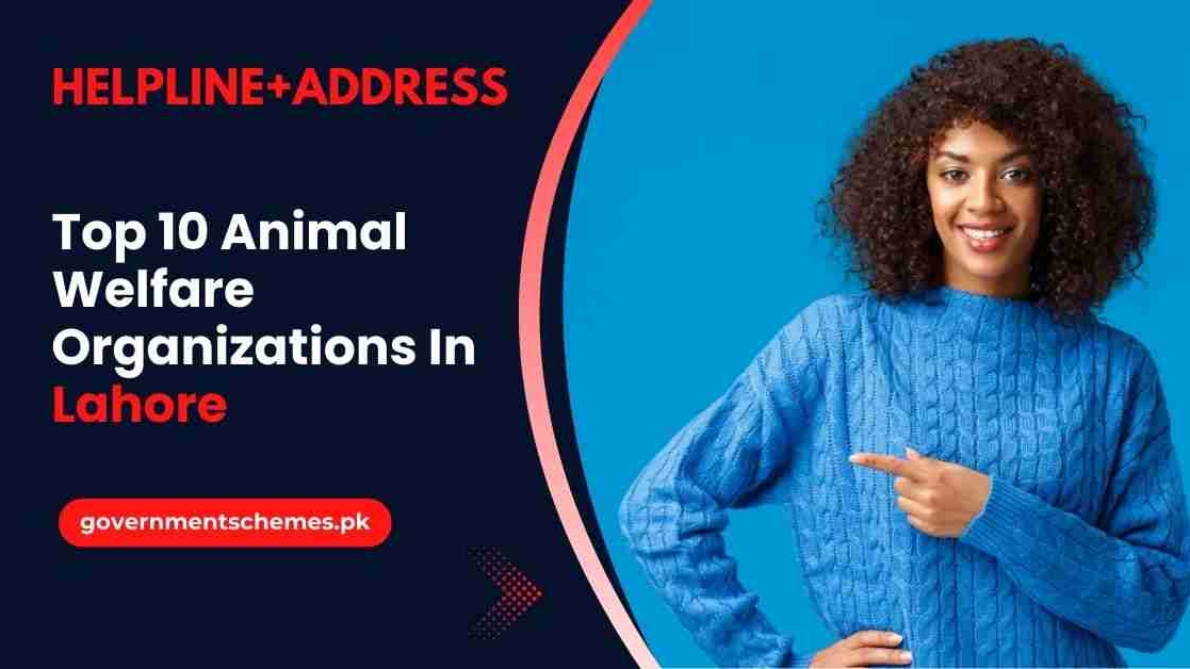 Animal Welfare Organizations In Lahore (Helpline+Address)